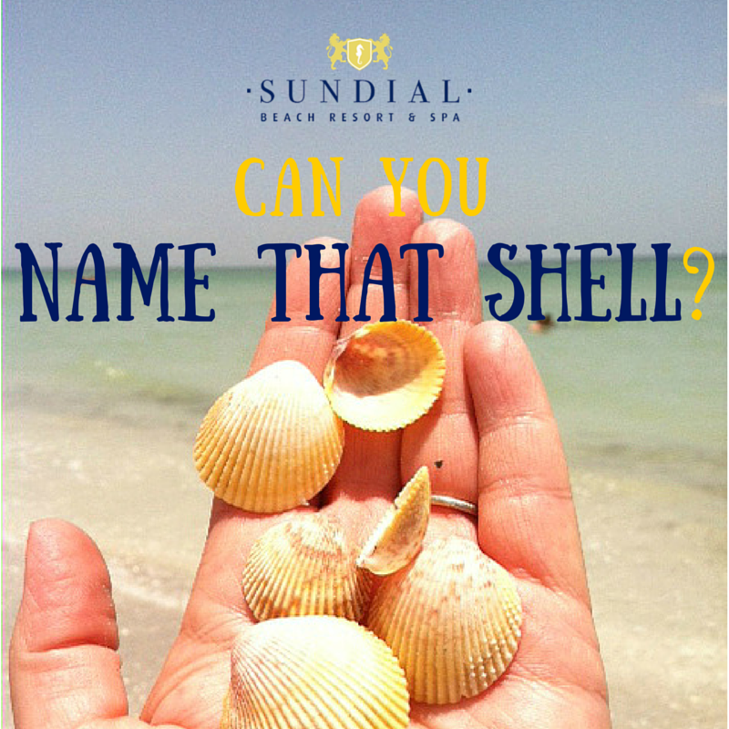 Let's Play "Name That Shell" | Sundial Beach Resort & Spa